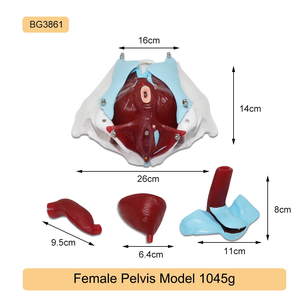 1 Pcs Female Pelvic Uterus Human Pelvic Floor Muscle Model Anatomy Ske ...