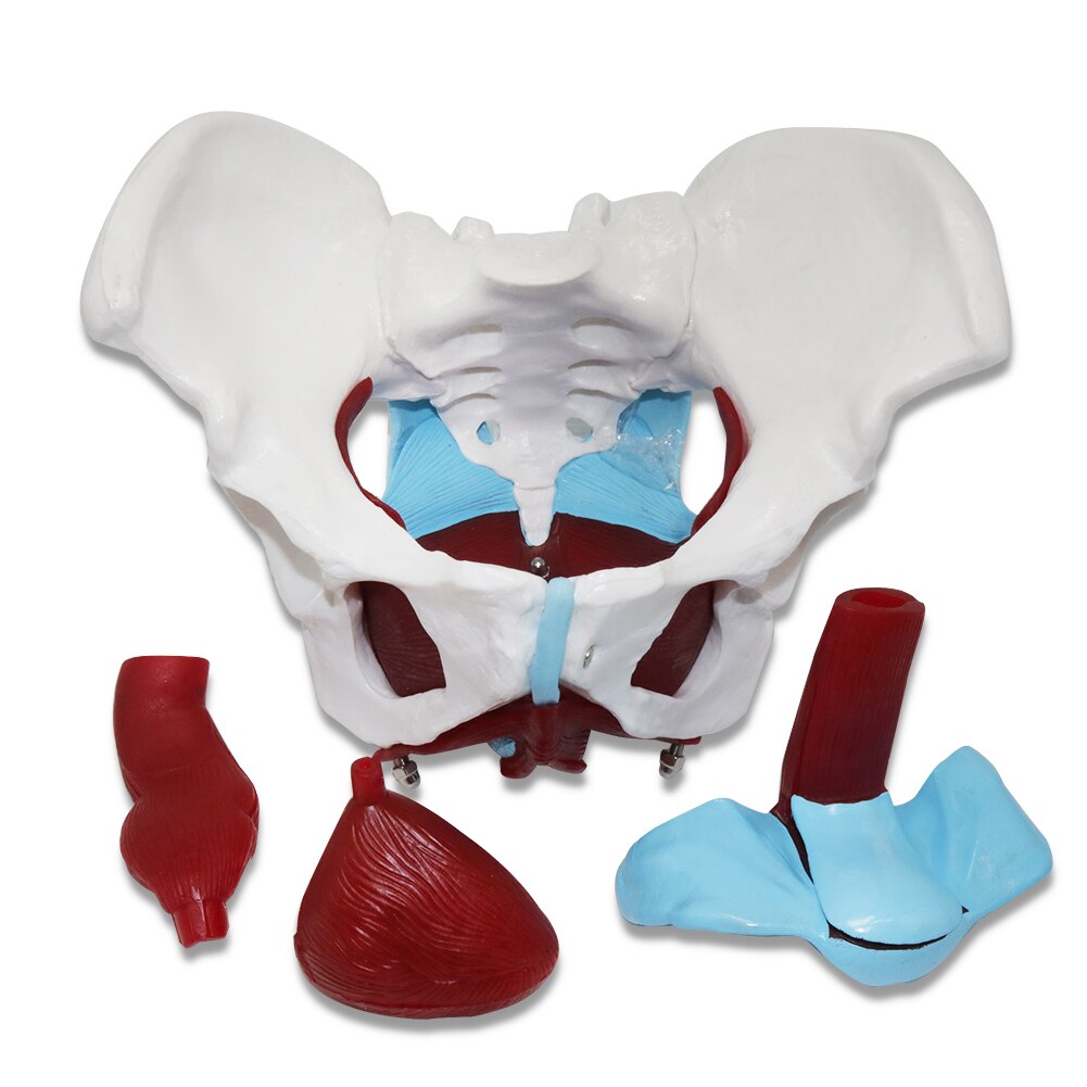 1 Pcs Female Pelvic Uterus Human Pelvic Floor Muscle Model Anatomy Ske ...