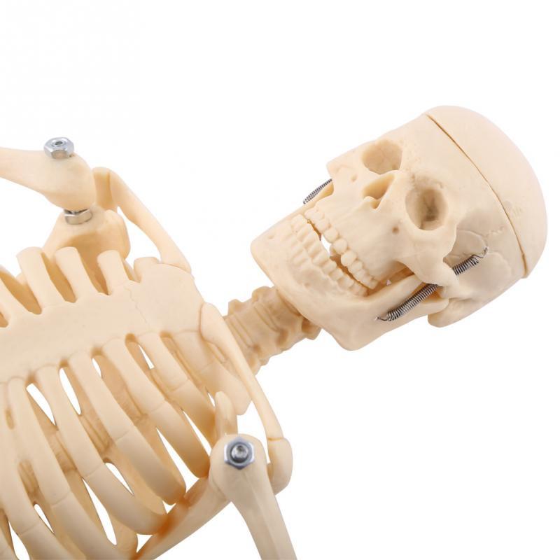 45CM Anatomical Anatomy Human Skeleton Model Medical Learn Aid Anatomy ...