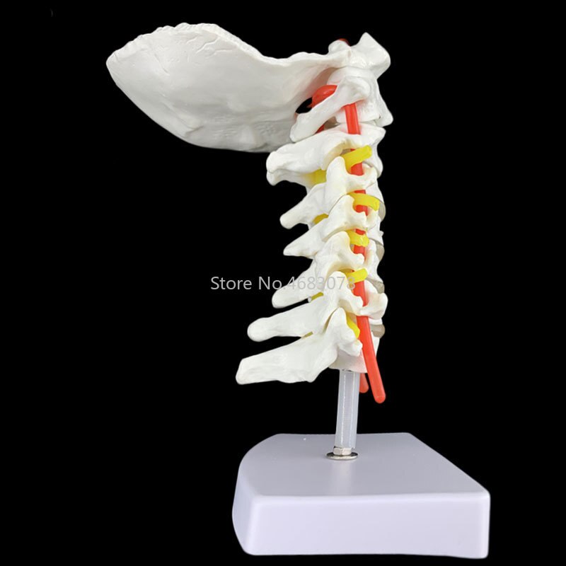 Human Anatomical Model Cervical Vertebra Model Cervical Spine with Nec ...