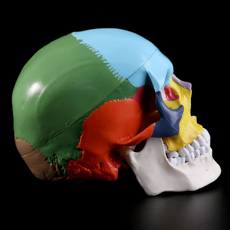 Life Size Colorful Human Skull Model Anatomical Anatomy Medical Teachi ...
